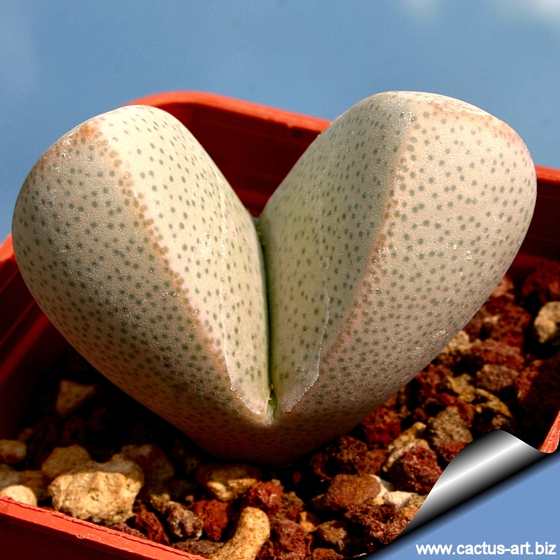 Dintheranthus microspermus