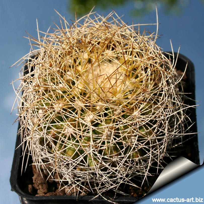 Discocactus araneispinus