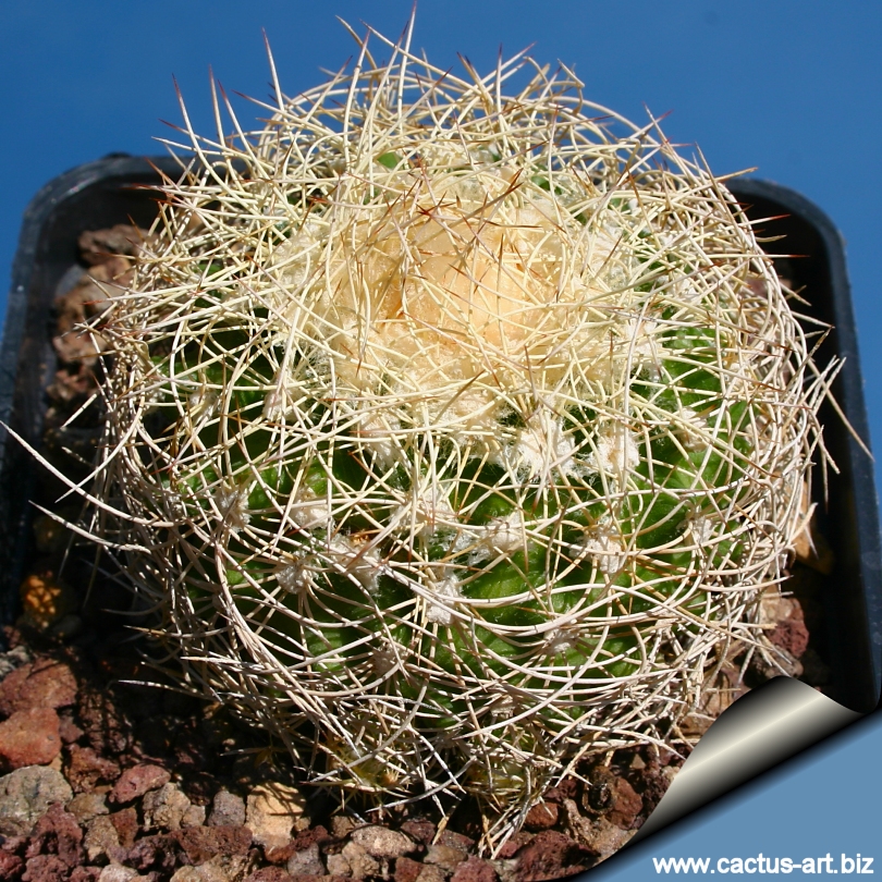Discocactus araneispinus