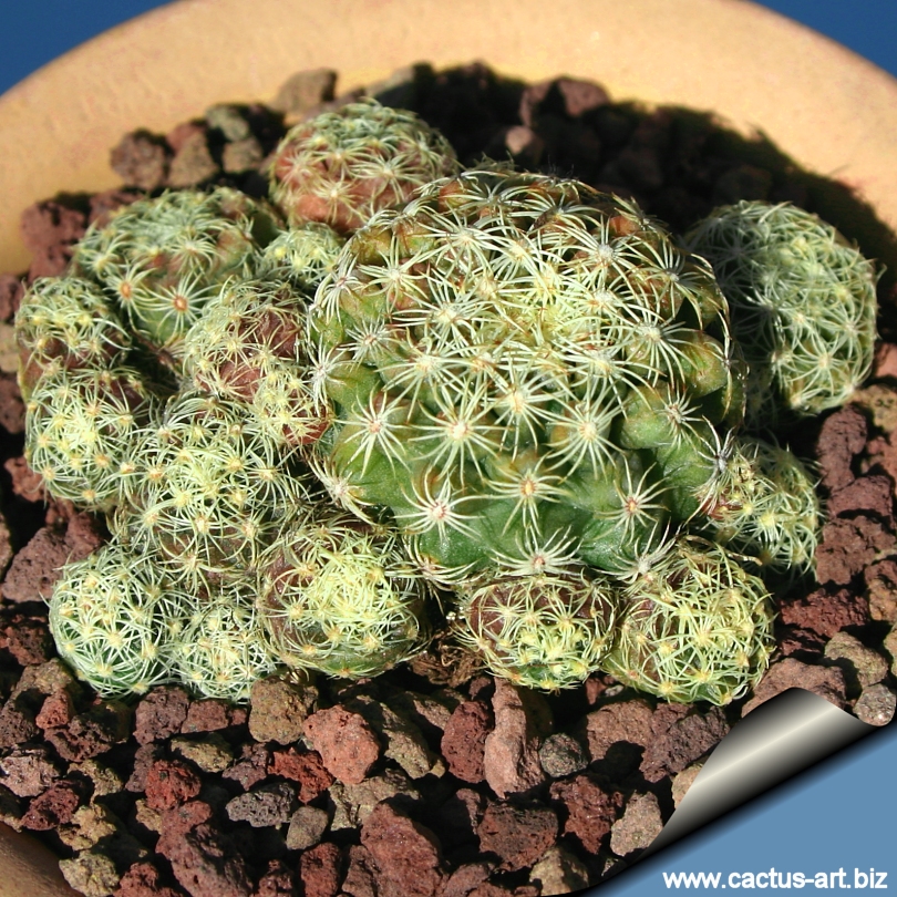Discocactus buenekeri