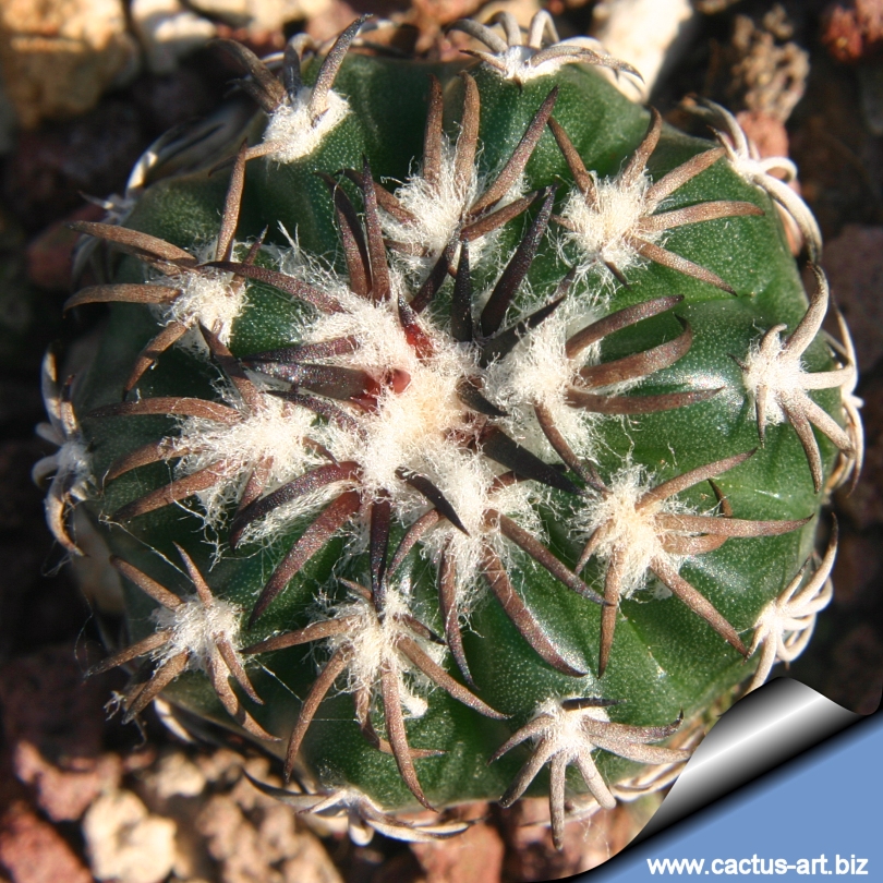Discocactus hybrid horstii x crystallophilus