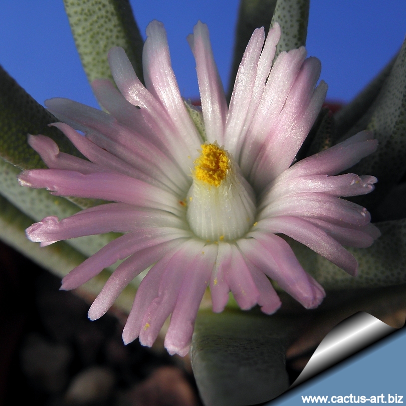 ebracteate flowers examples