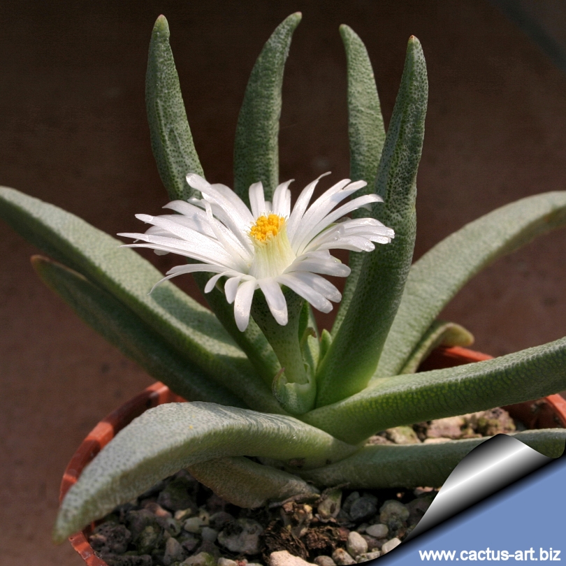 ebracteate flowers examples