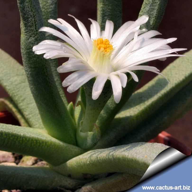 ebracteate flowers examples