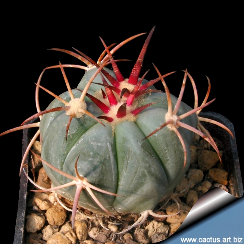 Echinocactus horizonthalonius