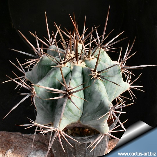 Echinocactus platyacantus