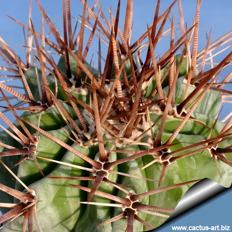 Echinocactus platyacantus