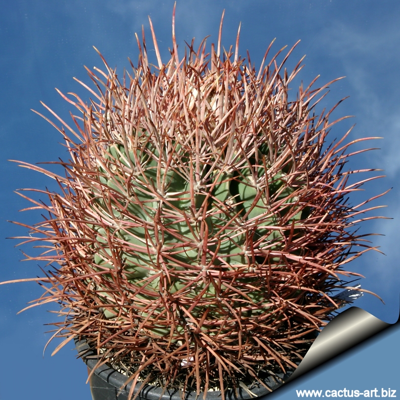 Echinocactus polycephalus