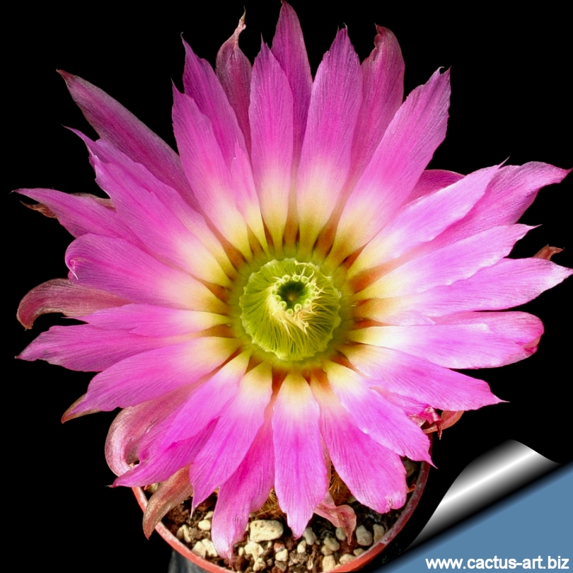 Echinocereus pectinatus ssp. pectinatus