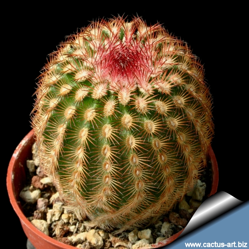 Echinocereus pectinatus ssp. pectinatus
