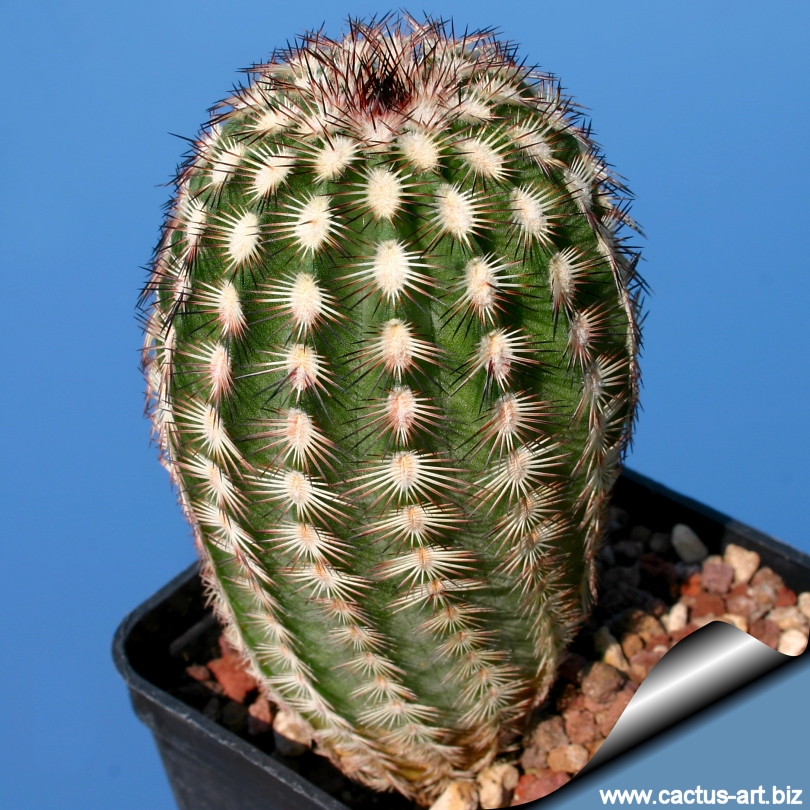 Echinocereus pectinatus ssp. pectinatus