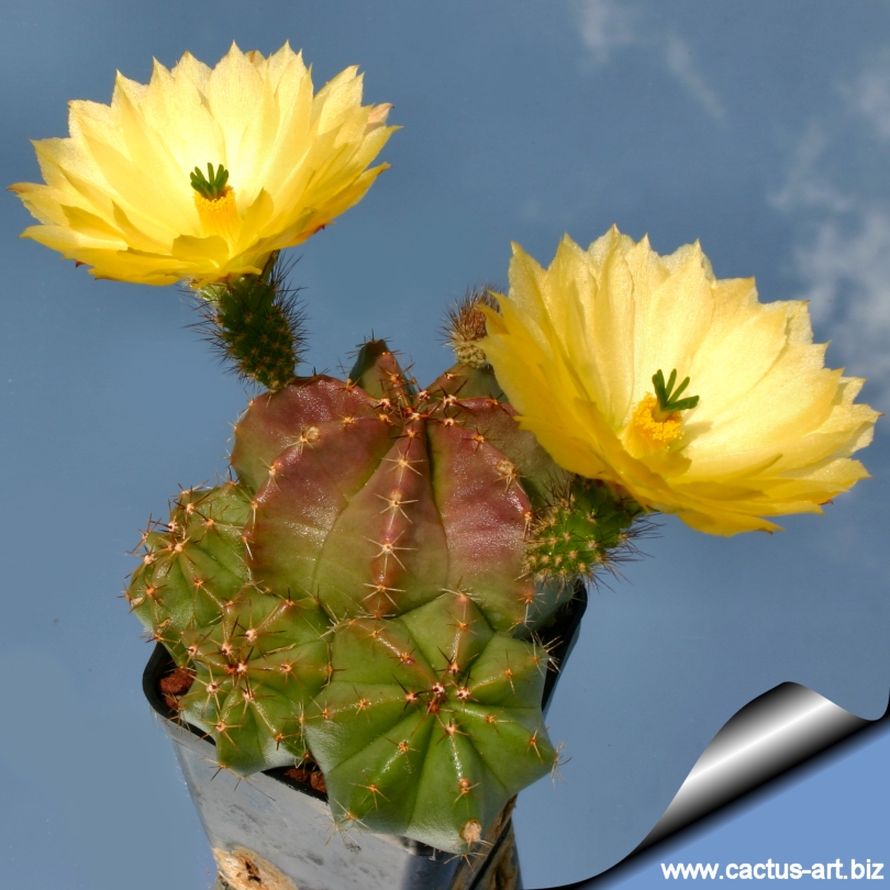 Echinocereus subinermis