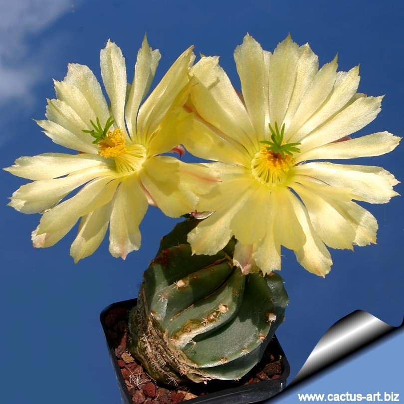 Echinocereus subinermis