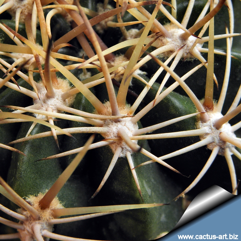 Echinopsis hystrichoides