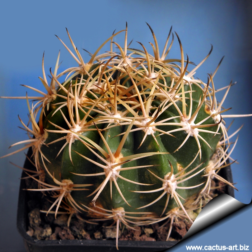 Echinopsis hystrichoides