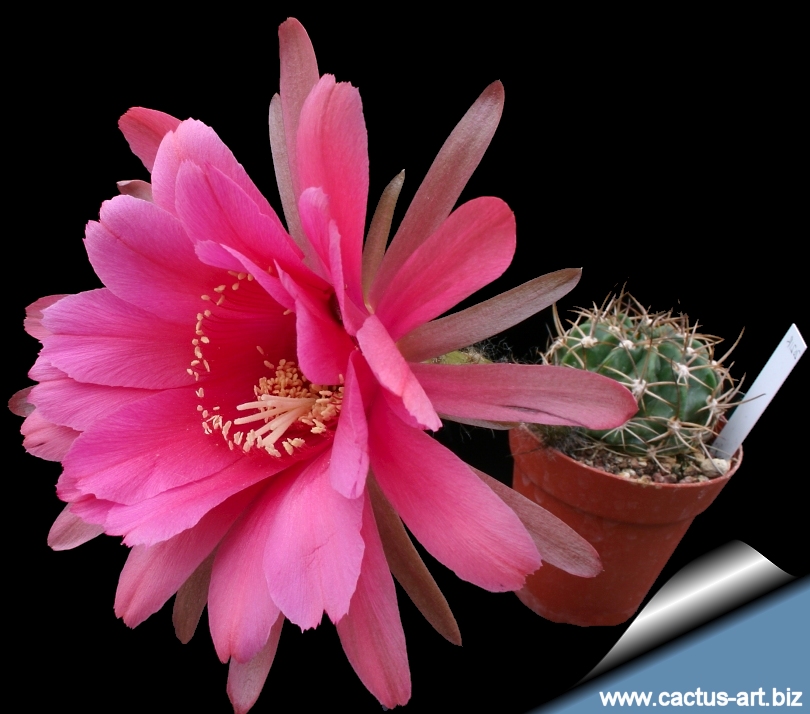 Echinopsis hystrichoides