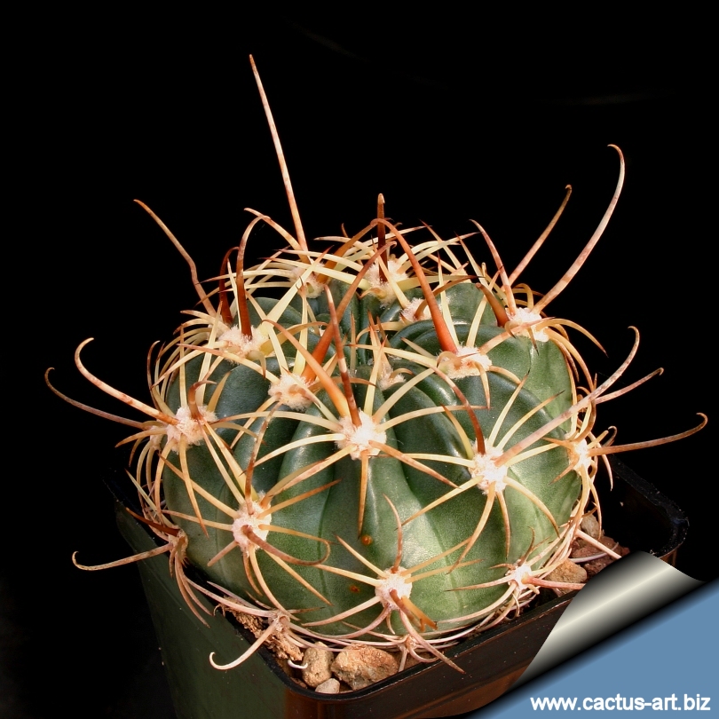 Echinopsis hystrichoides