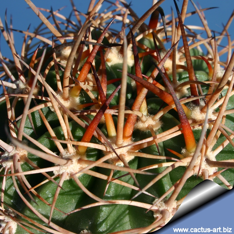 Echinopsis hystrichoides