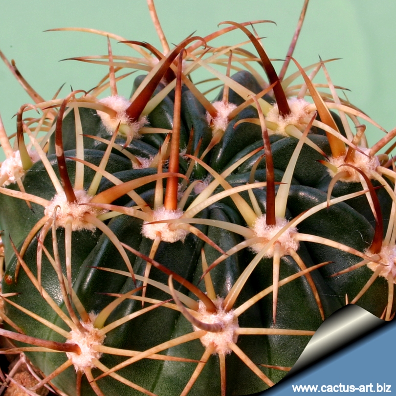 Echinopsis hystrichoides