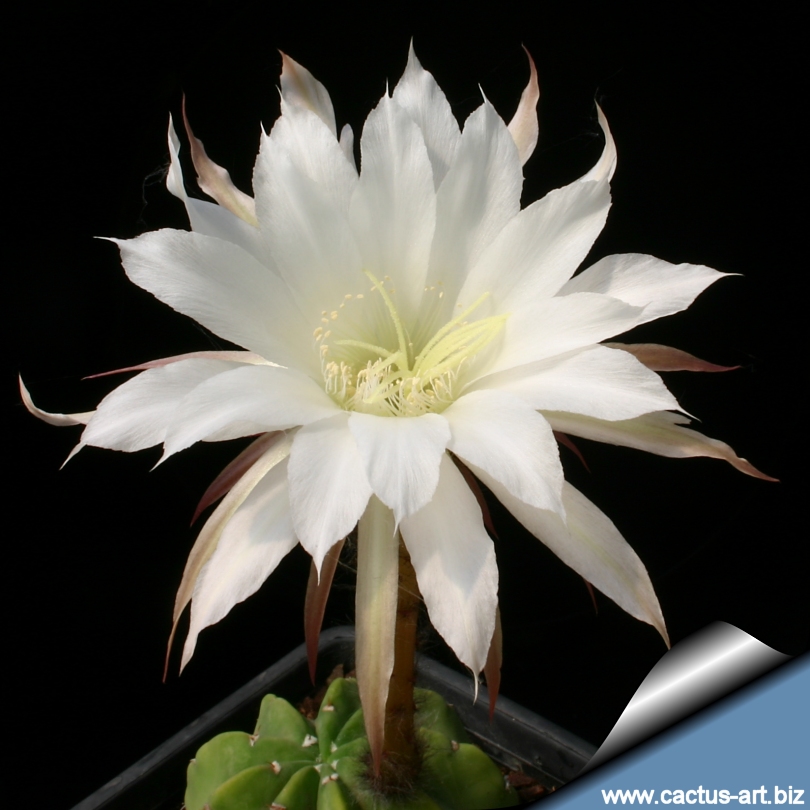 Echinopsis subdenudata (E. subdenudatus)