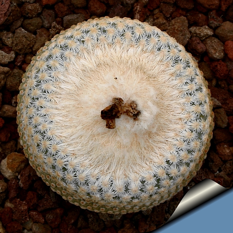 Epithelantha bokei SB416 Brewster Co TX