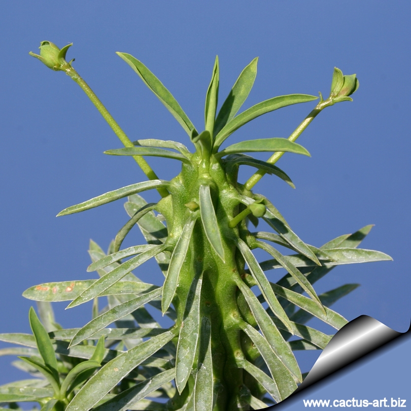 Euphorbia clava