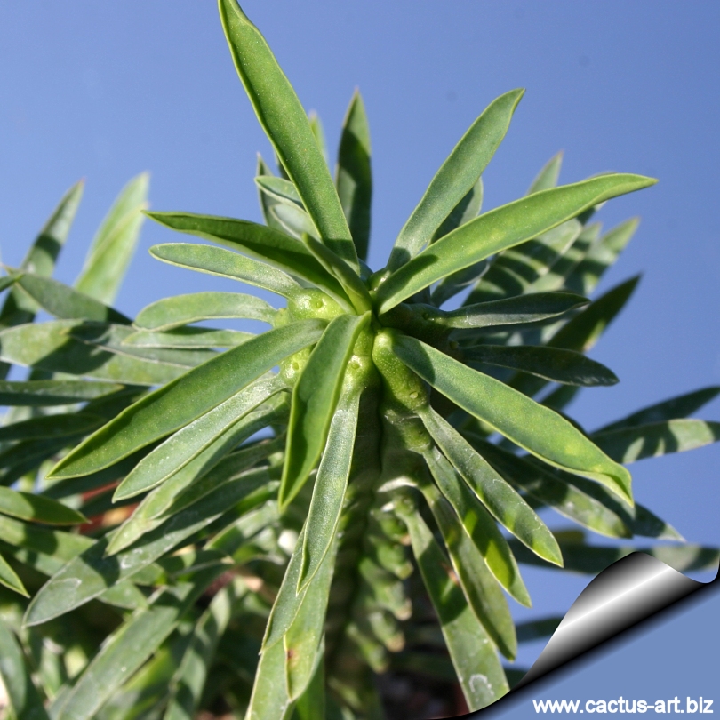 Euphorbia clava