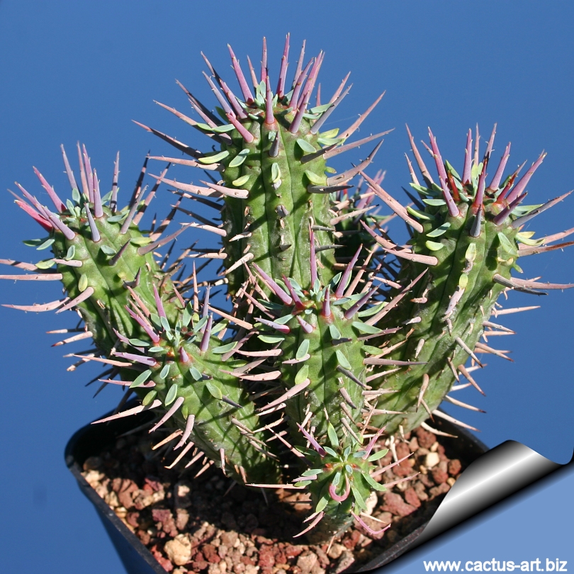 Euphorbia ferox "Giant form"