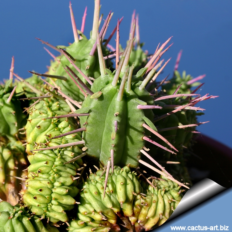 Euphorbia ferox forma cristata