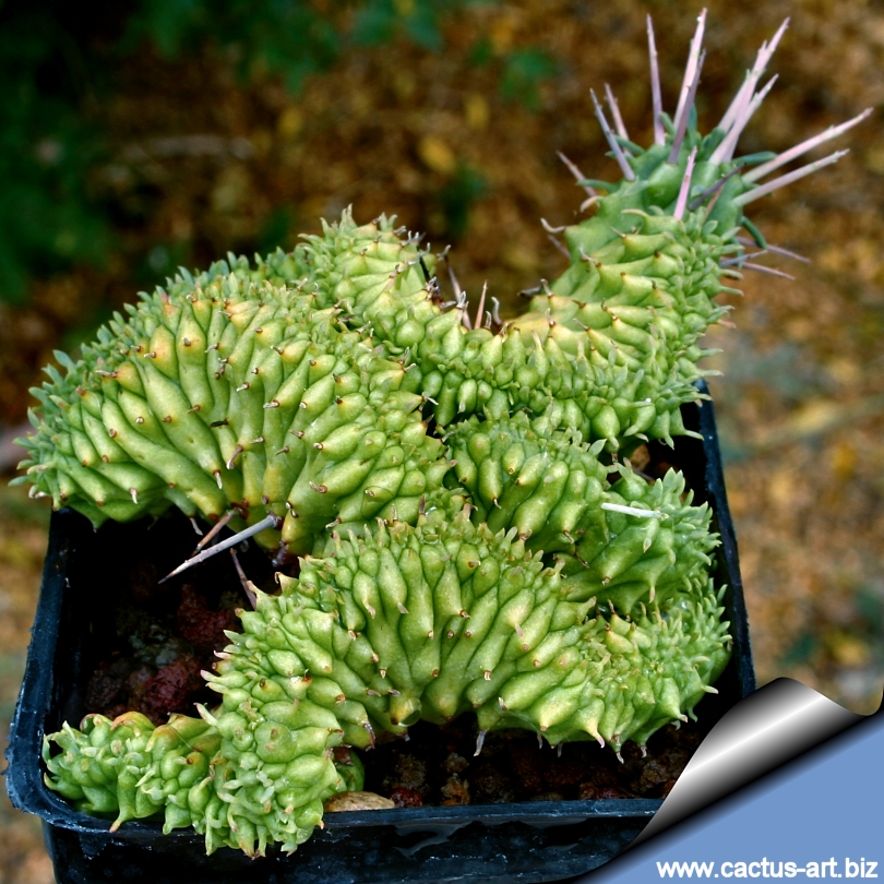 Euphorbia ferox forma cristata