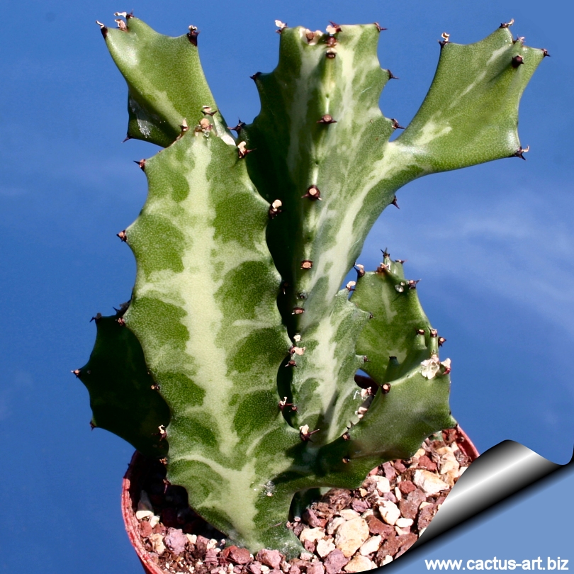 Euphorbia Lactea Tree
