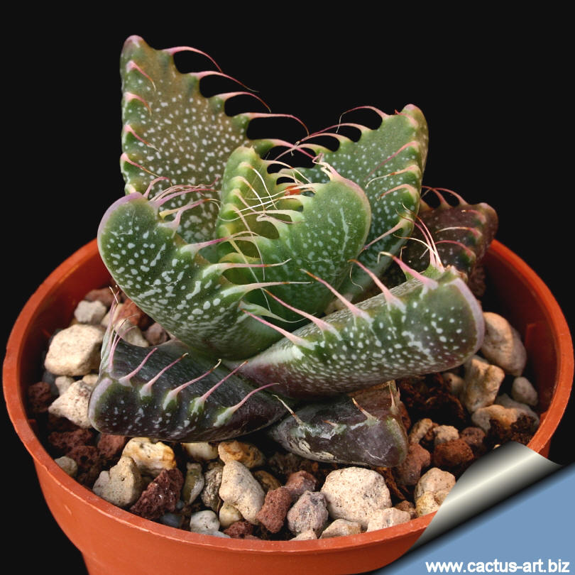 Faucaria tigrina