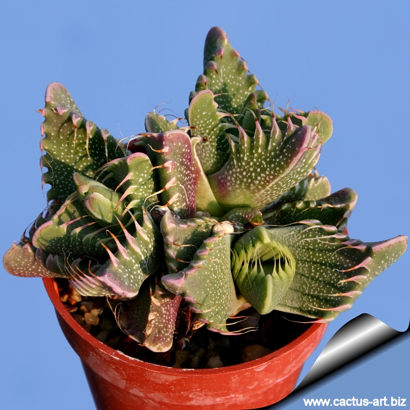 Faucaria tigrina Grahamstown