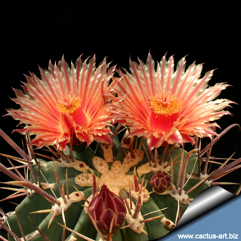 Ferocactus x californicus