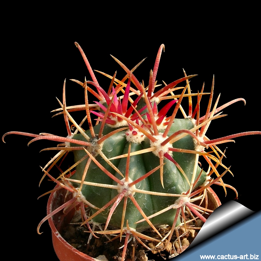 Ferocactus chrysacanthus RED SPINES FORM