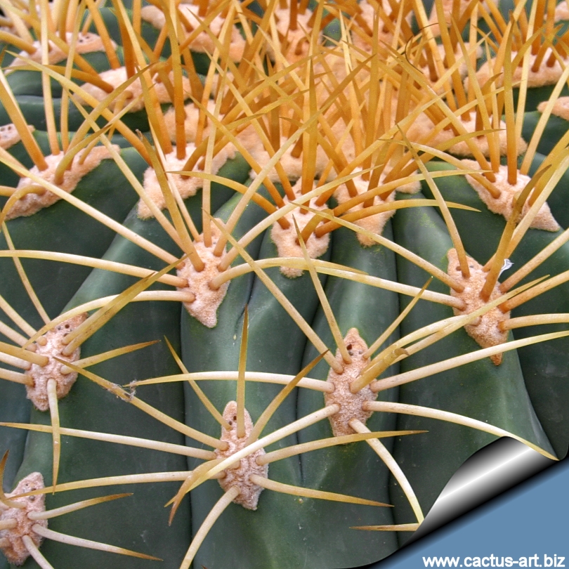 Ferocactus diguetii