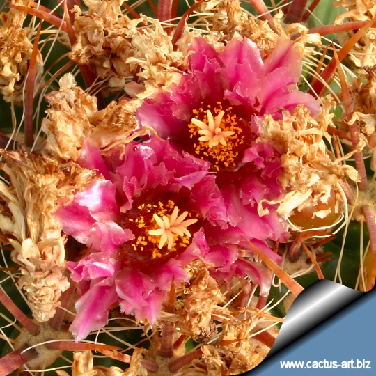 Ferocactus fordii