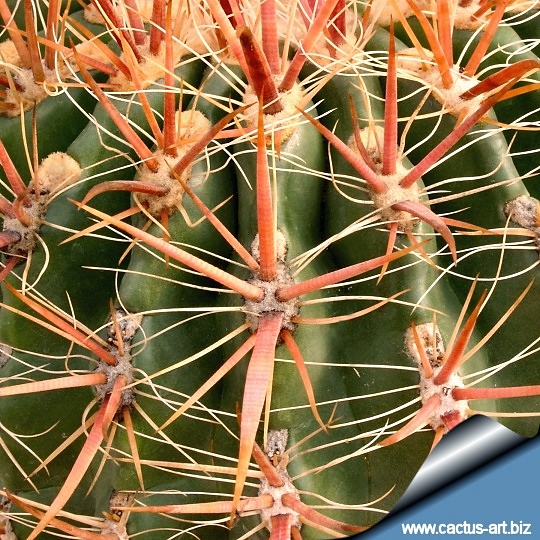 Ferocactus fordii