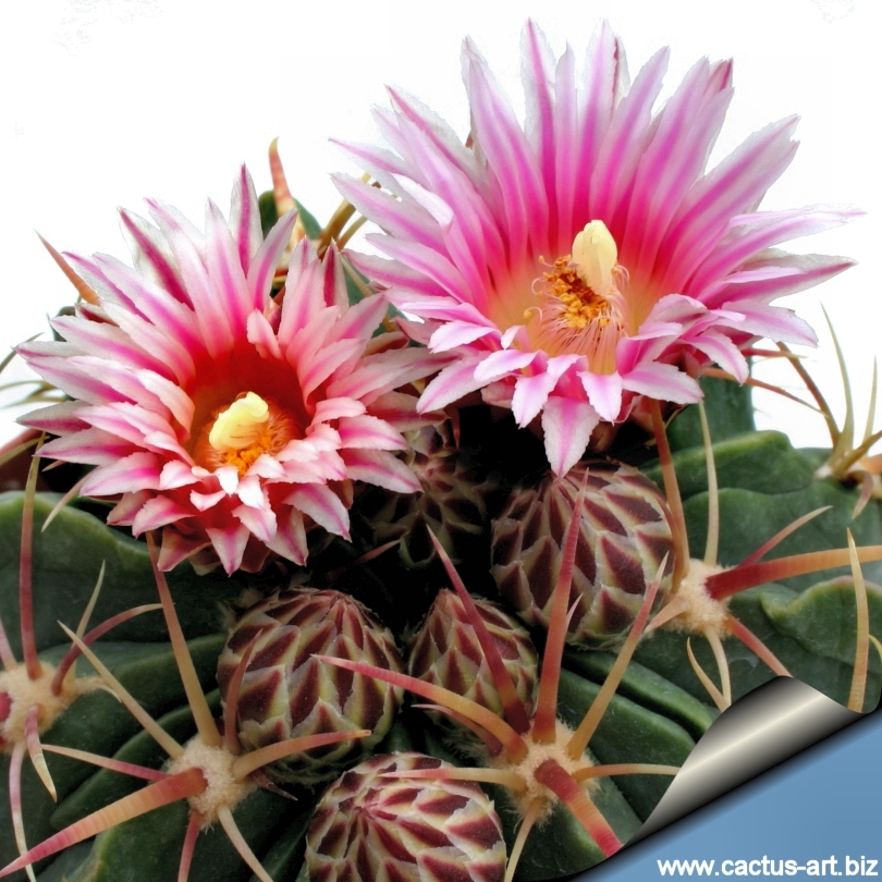 Ferocactus macrodiscus