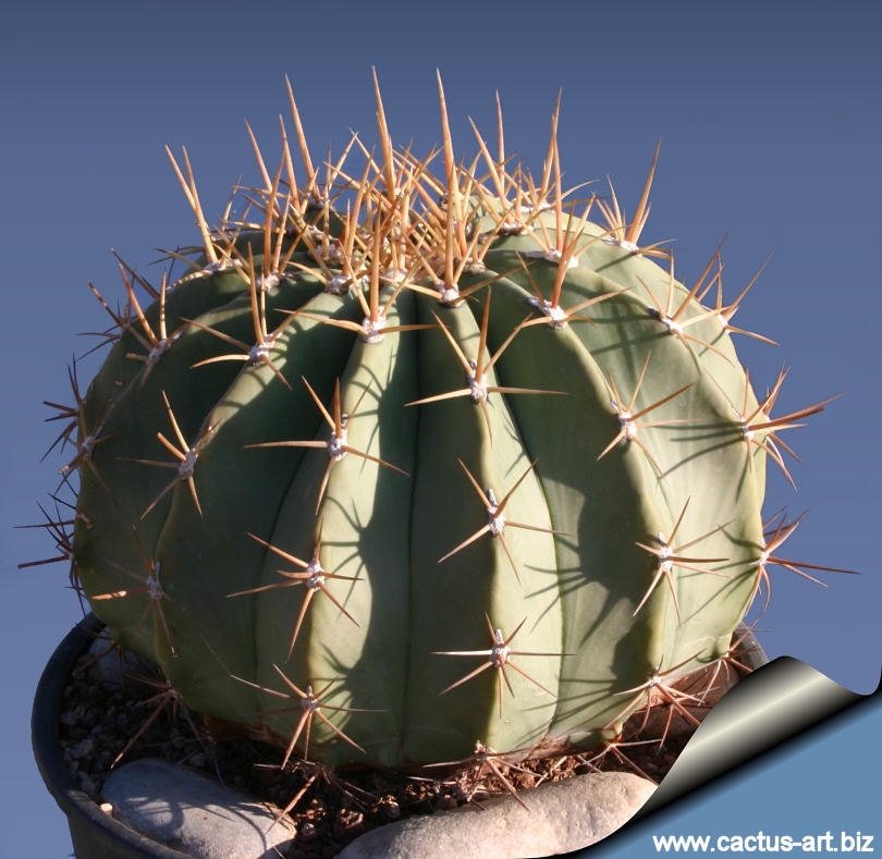 Ferocactus Pottsii