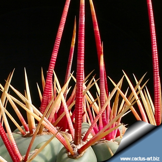 Ferocactus rectispinus