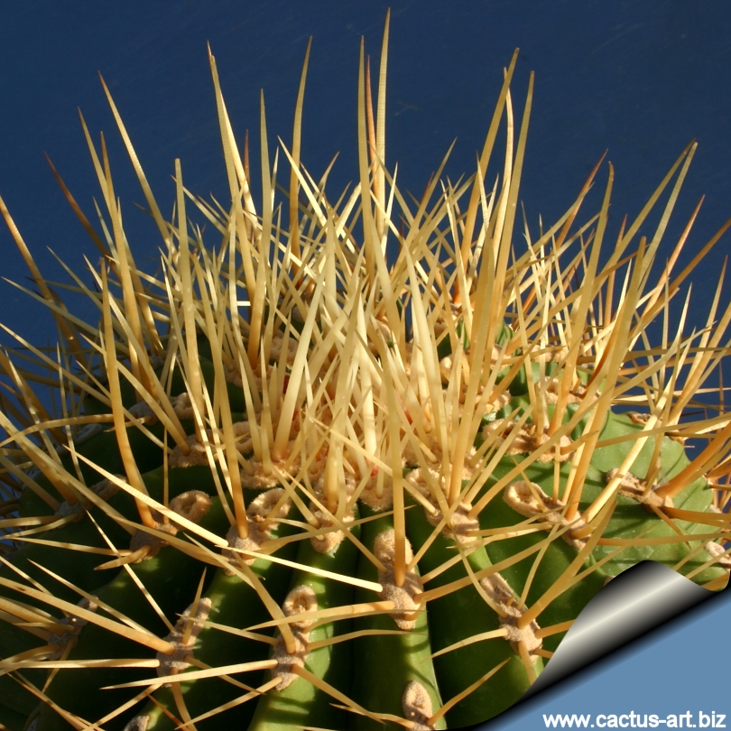 Ferocactus reppenahagenii