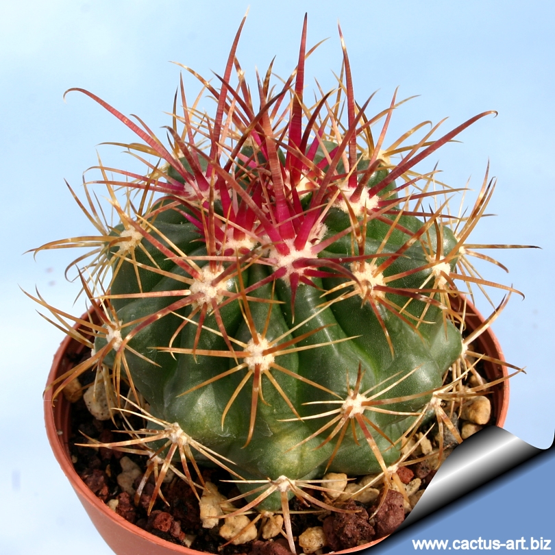 Ferocactus viridiscens