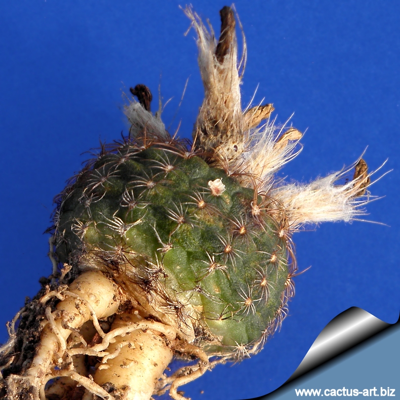 Frailea schilinzkyana