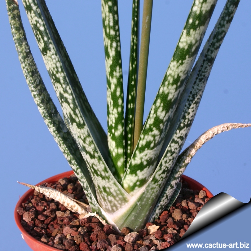 Gasteria pulchra