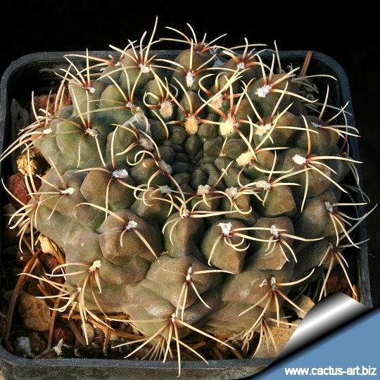 Gymnocalycium baldianum