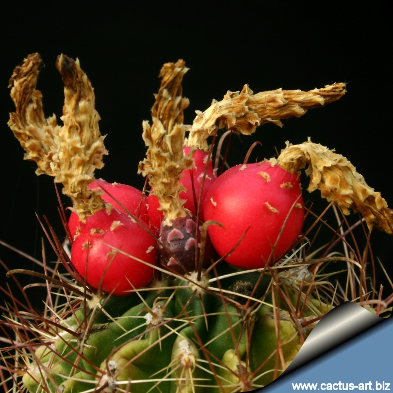 Hamatocactus setispinus