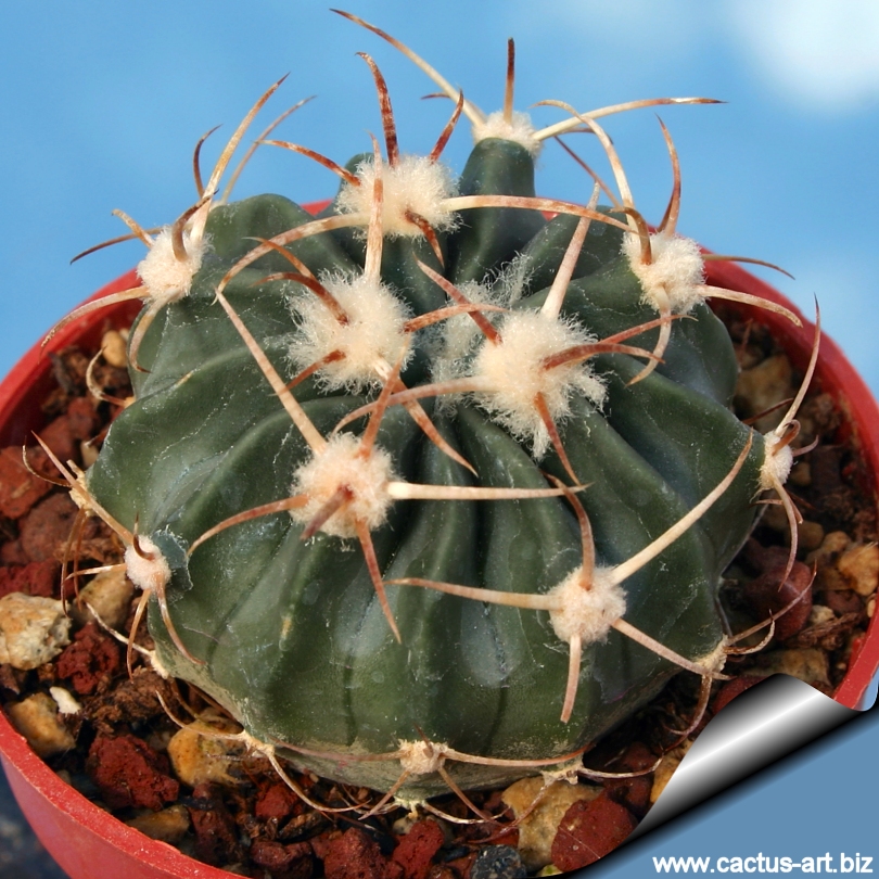 Homalocephala texensis (Syn: Echinocactus texensis)