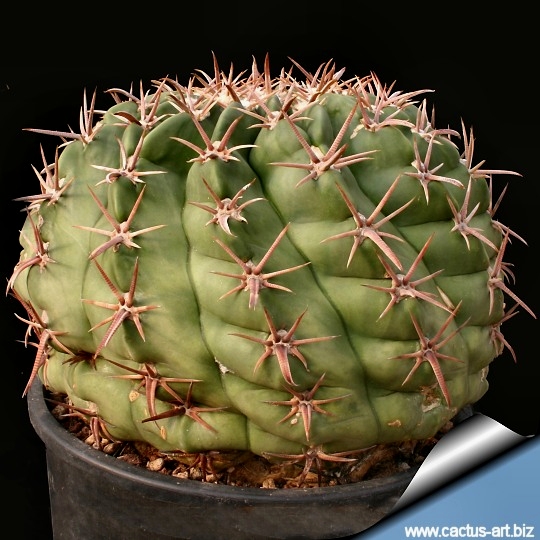 Homalocephala texensis