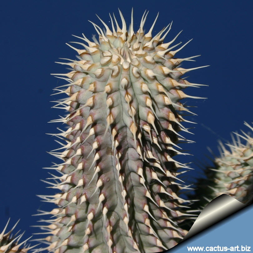 Hoodia macrantha